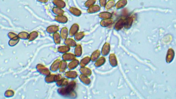 What are Mushroom Spores? - Basement Culture